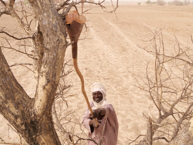 La gomme d’acacia, l’or du Sahel - SOS SAHEL